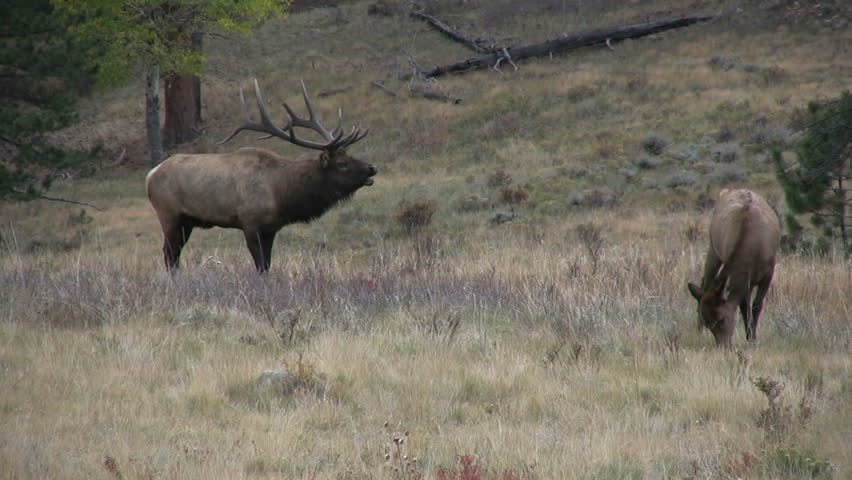 Large Bull Elk Running Through A River With Water Splashing And Female ...