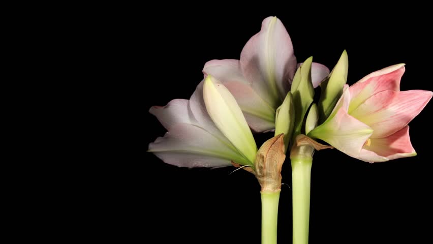 Time-lapse Of Growing And Blooming Brodiaea Flower 1x1 In PNG+ Format ...