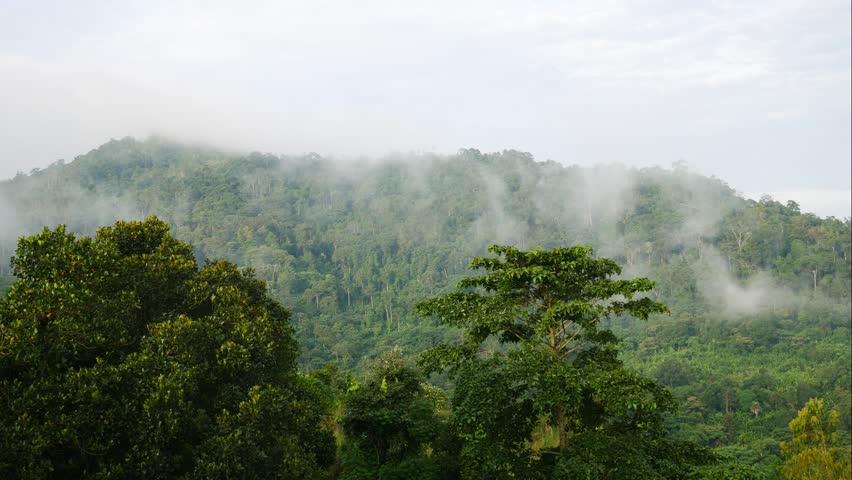 The Evaporation Of Moisture In The Rain-forest Of Africa. Flying Over ...