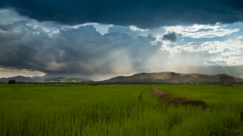 Time Lapse : Rice Farming In The Rainy Season In Thailand. Stock ...