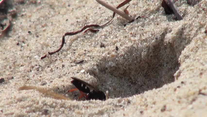 Sand Fly Snatches a Nest Stock Footage Video (100% Royalty-free ...