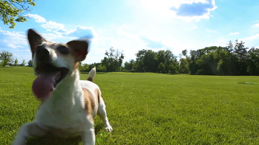 Cute Puppy Dog Slow Motion Running Across Grass. Shot Over Cranked On ...