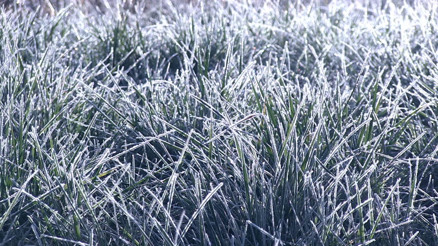 Frosty Grass Zoom in Stock Footage Video (100% Royalty-free) 2994712 ...