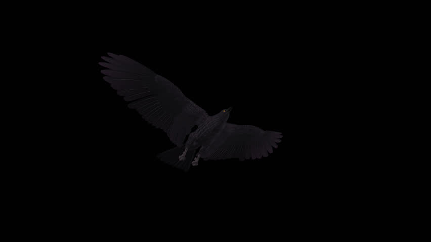 Flying Black Raven - Low Stock Footage Video (100% Royalty-free ...