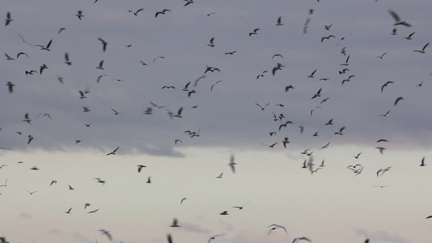 Large Group Of Small Birds Flying Close Together Hunting Insects ...