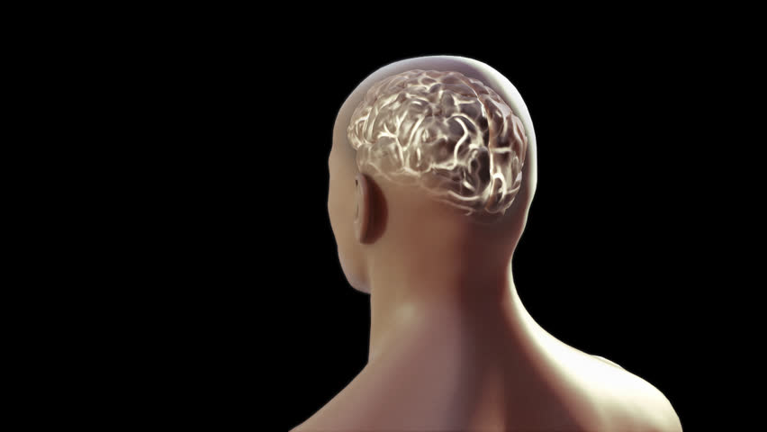 Head Neck Rotation Of Transparent Human Male Skull Showing Inside Brain ...