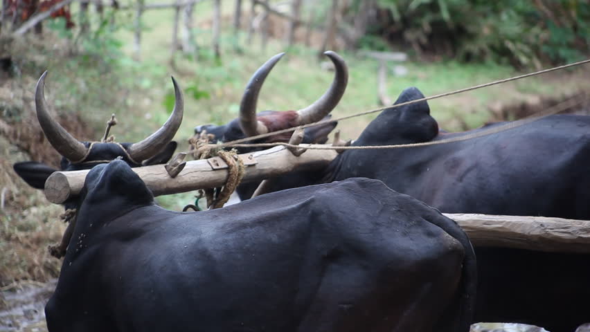 Traditional Rice Farming with Zebu Stock Footage Video (100% Royalty ...