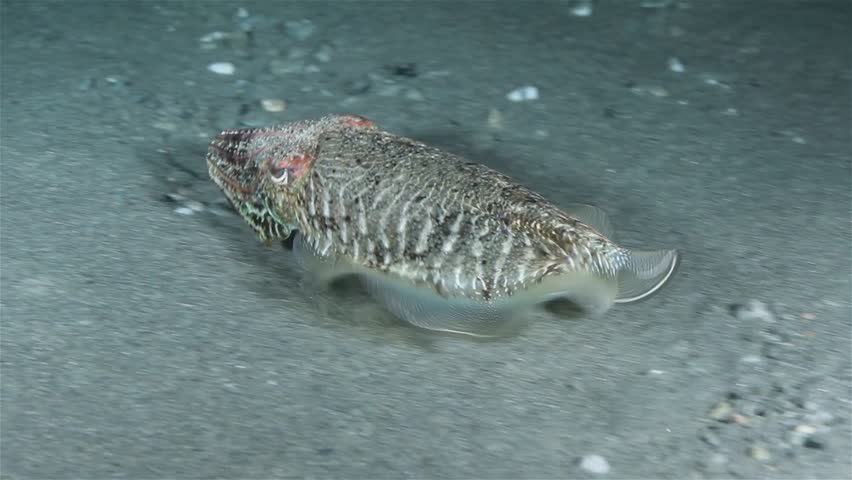 Stock video of cuttlefish change colors using chromatophores. shot ...