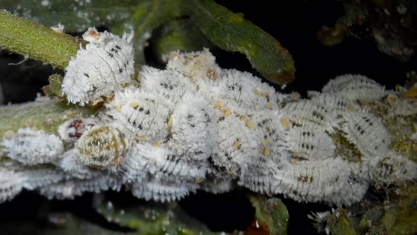 Stock video of the citrus mealybug, planococcus citri. female ...