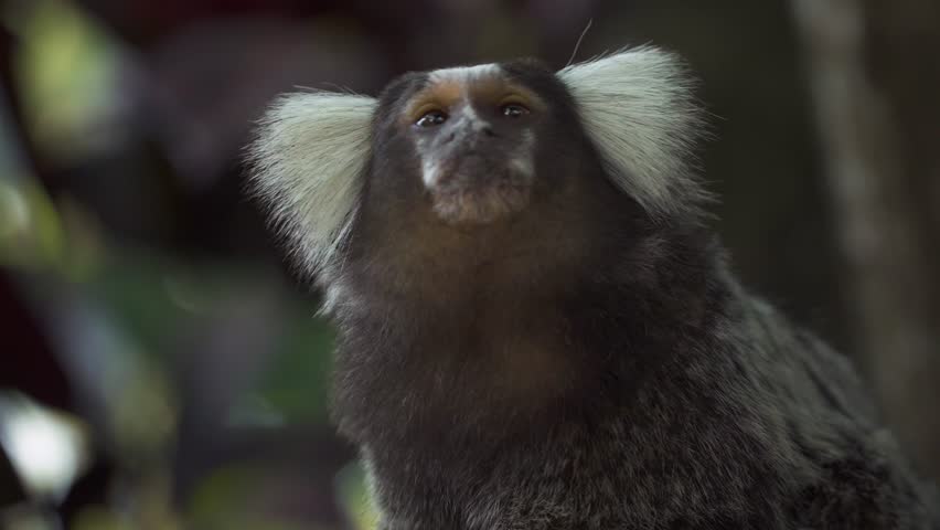 Sagui Monkey In The Wild, Looking Around And Jumping Out Of Scene In ...