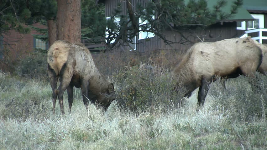 Bull Elk Fighting During the Stock Footage Video (100% Royalty-free ...
