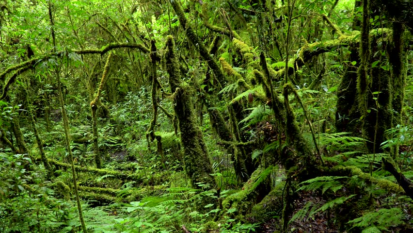 POV Walk Through Rainforest Path, Glide Shot, Exotic Plants Around ...