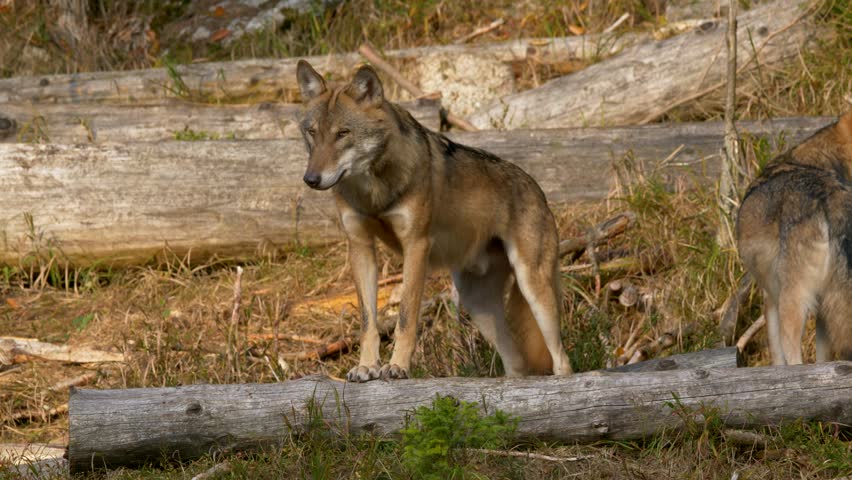 Eurasian Wolf (canis Lupus Lupus) Video de stock (totalmente libre de ...