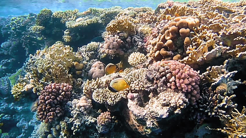 Coral Reef Marine Life In The Coral Sea At The Great Barrier Reef In ...