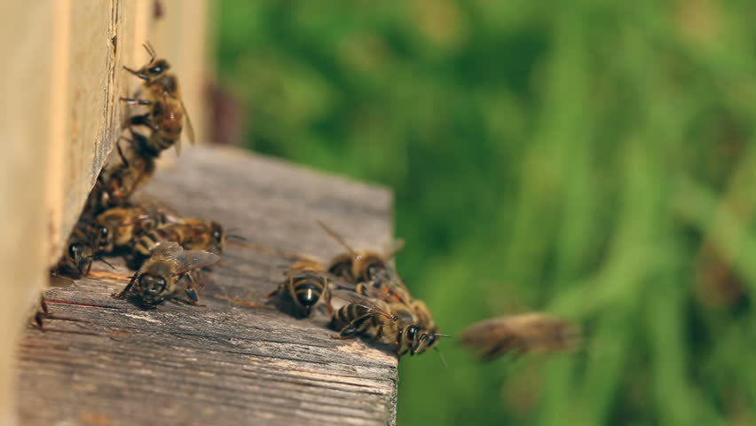 Back of Bee detail image - Free stock photo - Public Domain photo - CC0 ...