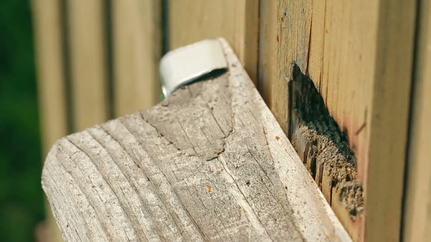 Back of Bee detail image - Free stock photo - Public Domain photo - CC0 ...
