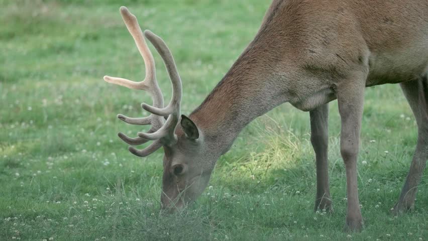 A Stag Eating Grass In Royal Richmond Park England Stock Footage Video 1871650 Shutterstock