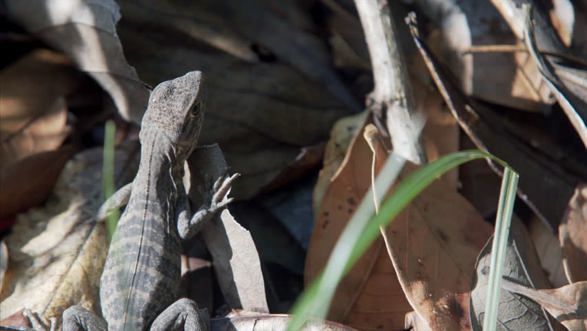 Lizard in forest tree in Costa Rica image - Free stock photo - Public ...