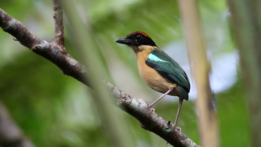 Black-faced Pitta (pitta Anerythra) in Stock Footage Video (100% ...