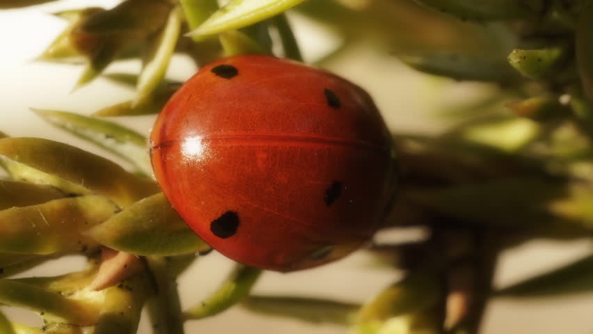 Ladybug Macro Close-up image - Free stock photo - Public Domain photo ...