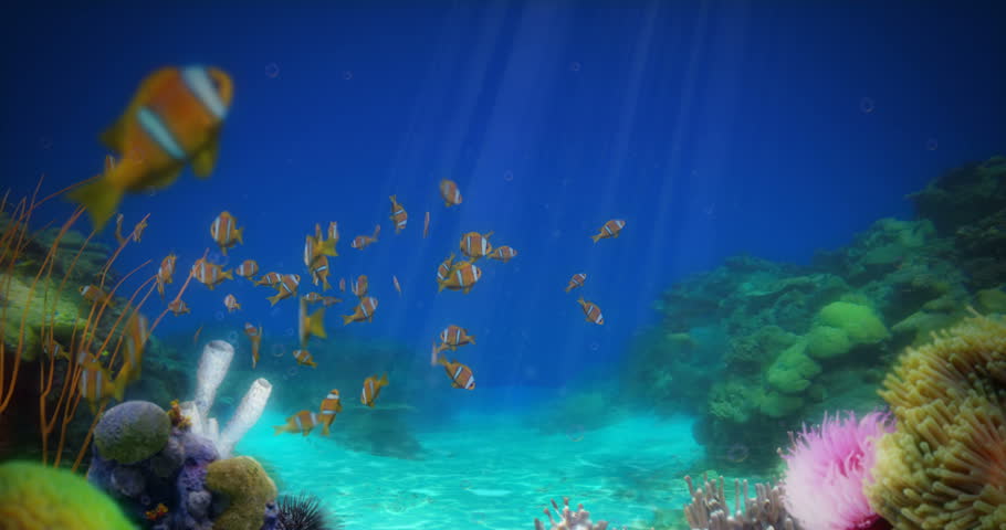 Finding Nemo Stock Video Footage - 4K and HD Video Clips | Shutterstock