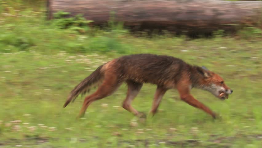 Female Red Fox (vixen) Bringing Stock Footage Video (100% Royalty-free ...