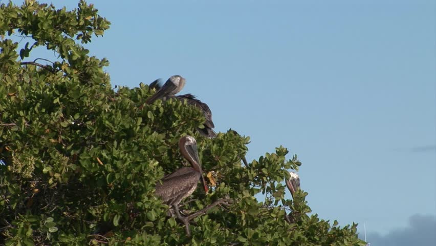 Pelican with colorful beak image - Free stock photo - Public Domain ...
