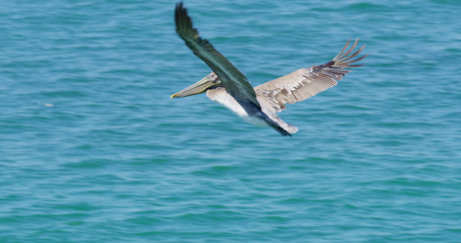 Slow Motion Of Pelican Bird Flying At Seal Beach, California Stock ...