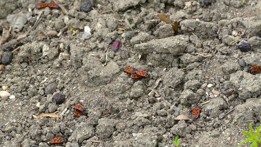 Punta Cana, Dominican Republic - Domincian Ground Lizard Walking On The ...