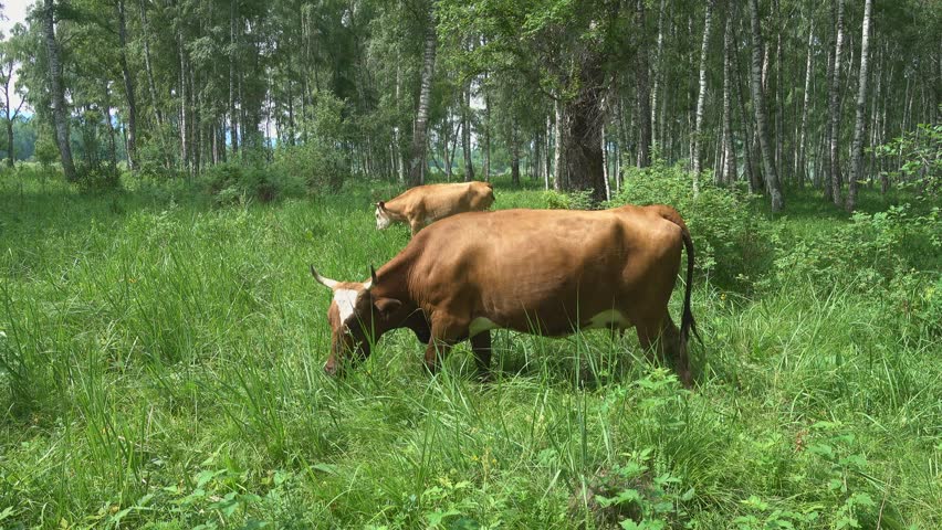 Cattle Male Female Bull Cow Adult Immature Several Mating Breeding Sex ...