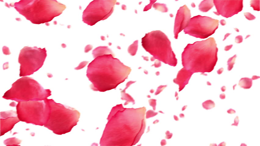 Pink Roses of Valentine's Day image - Free stock photo - Public Domain ...