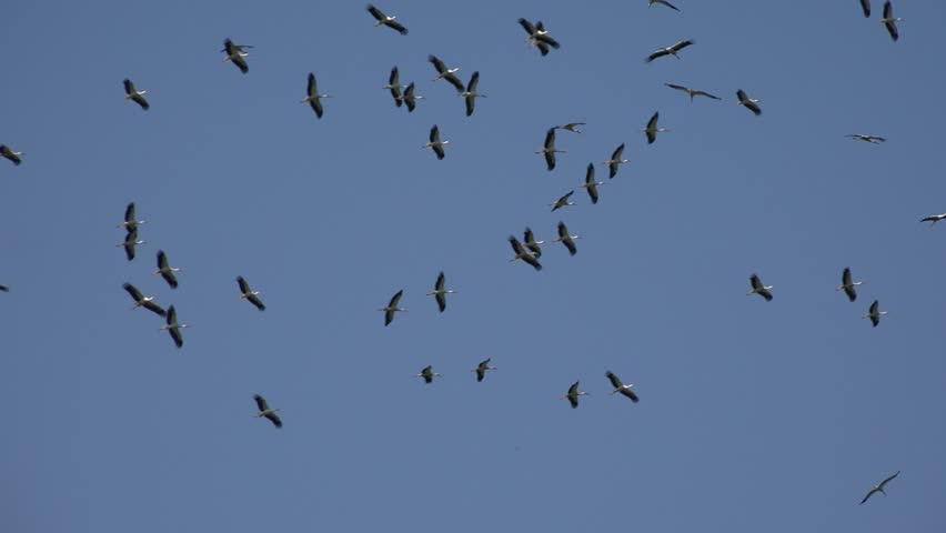 Stork Flying, Crowd of White Stock Footage Video (100% Royalty-free ...