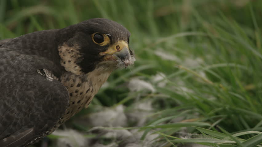Falcon staring image - Free stock photo - Public Domain photo - CC0 Images