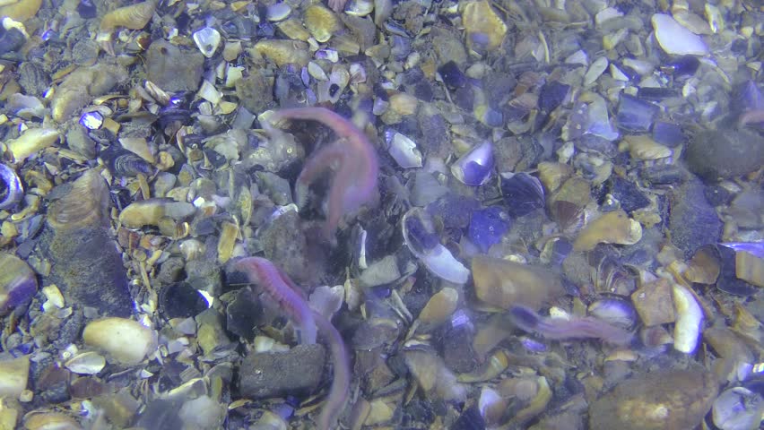 Reproduction Clam Worms (Nereis Sp.): Mass Spawning At Night. Stock ...