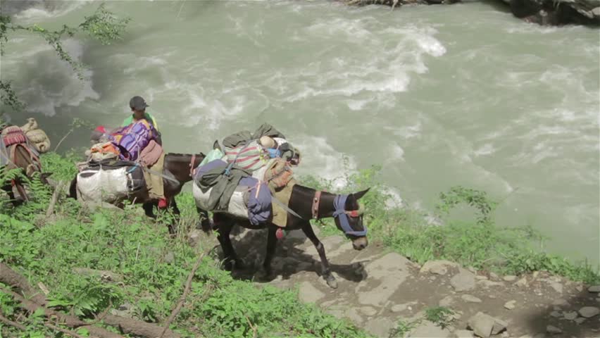 Stock video of pack horses carrying a load of | 33933022 | Shutterstock