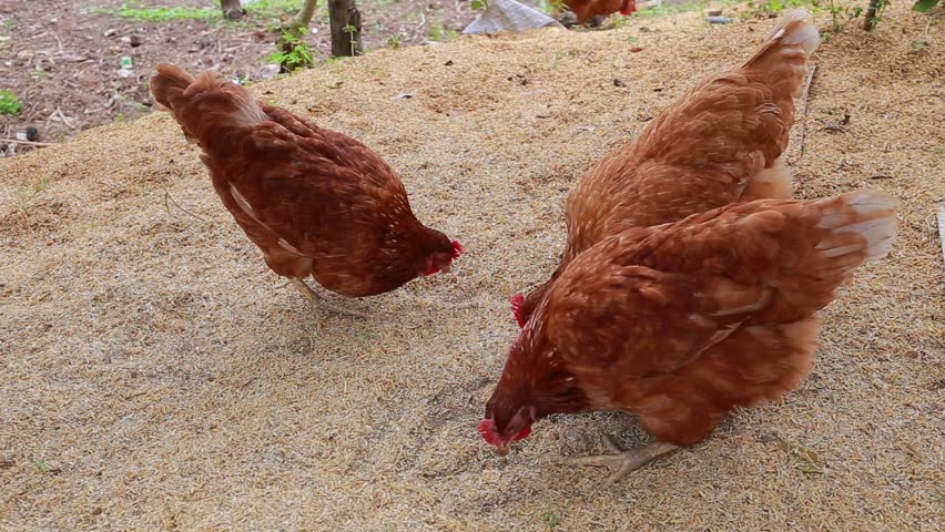 Red Hen Eating Rice On Stockvideos & Filmmaterial (100 % lizenzfrei ...
