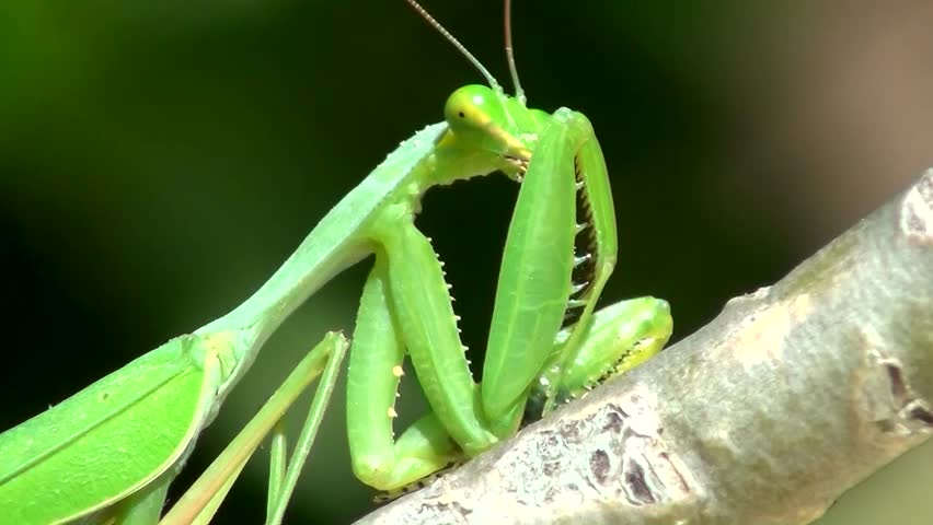 Stock video of mantis (mantis religiosa) | 3407702 | Shutterstock