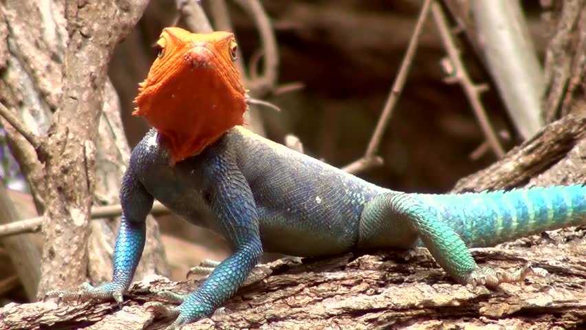 Agama, Agamidae Stock Footage Video (100% Royalty-free) 3433922 | Shutterstock