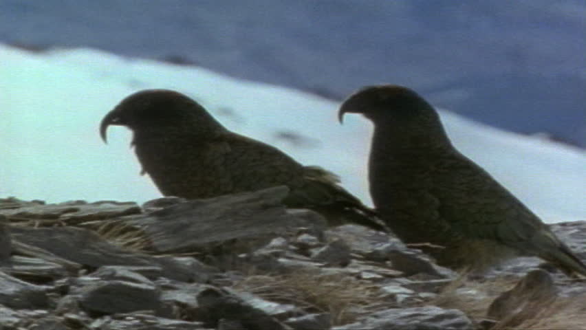 Kea Wing in New Zealand image - Free stock photo - Public Domain photo ...