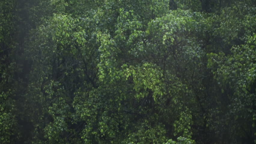 Wind Blowing Forest Trees During Stock Footage Video (100% Royalty-free ...