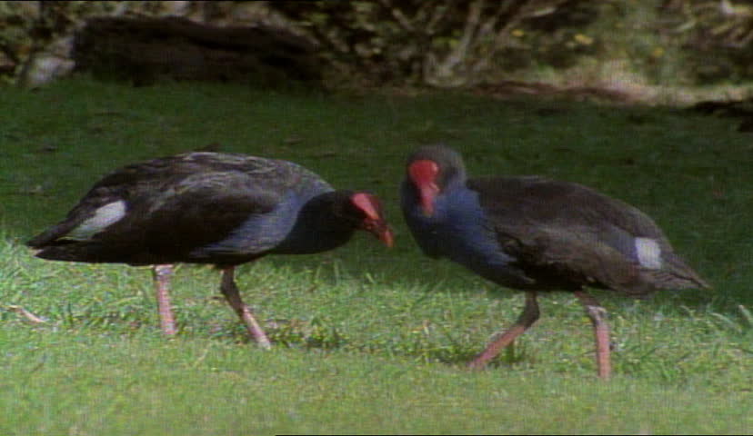 Pukeko Stock Footage Video (100% Royalty-free) 3513242 | Shutterstock