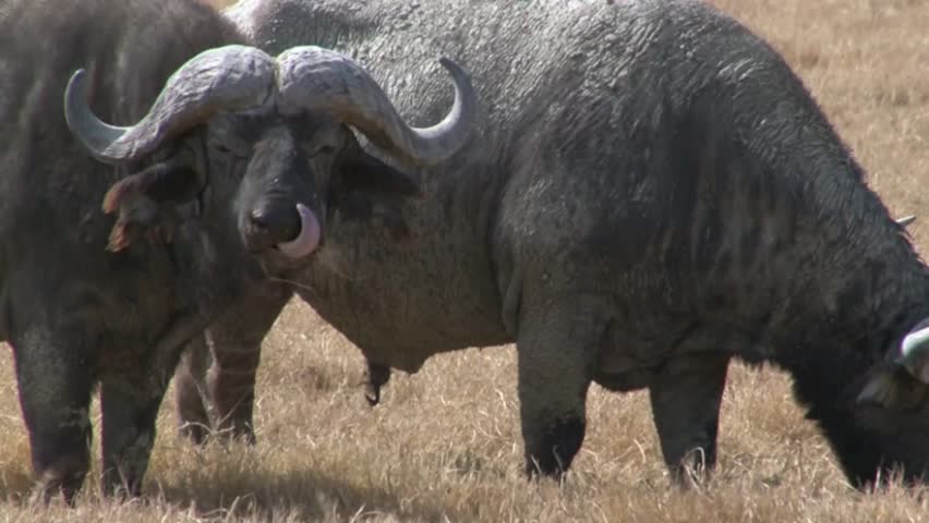 Close Up Of A Buffalo Head, Zooming Out To Reveal A Sitting Buffalo ...