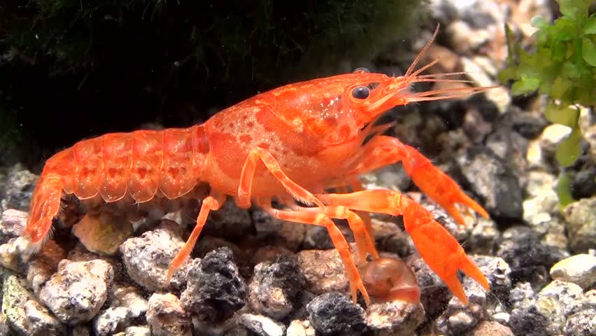 Orange Dwarf Crayfish Stock Footage Video (100% Royalty-free) 3521432 ...