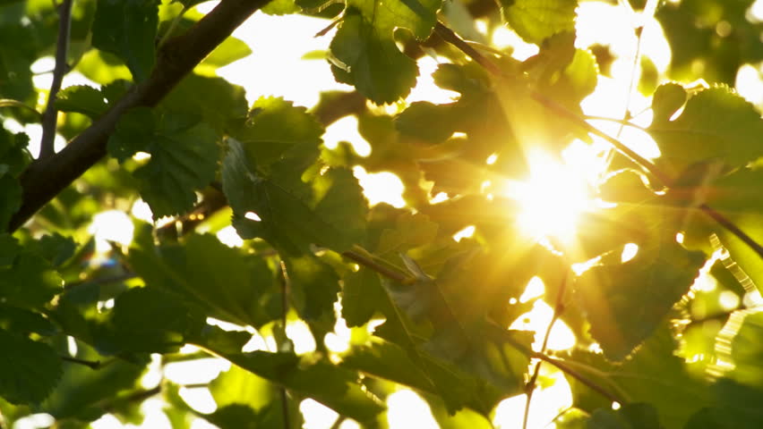 Shining through leaves Stock Video Footage - 4K and HD Video Clips ...