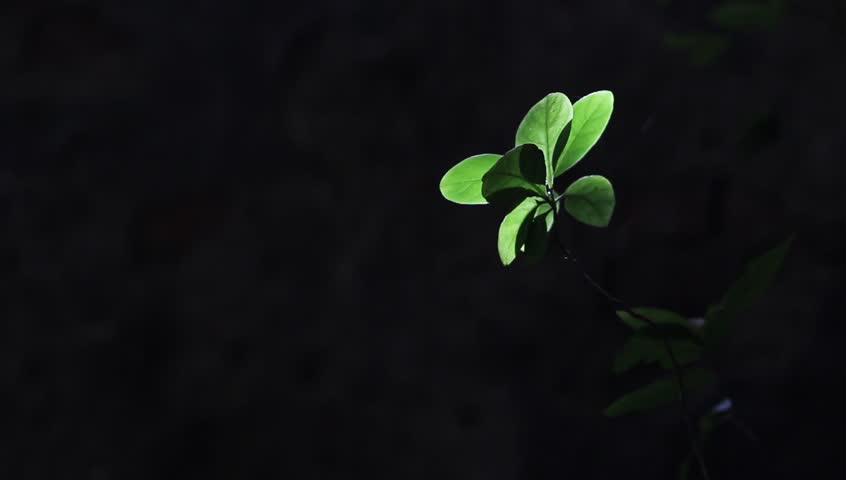 Small Tree Sways On Dark Stock Footage Video (100% Royalty-free ...