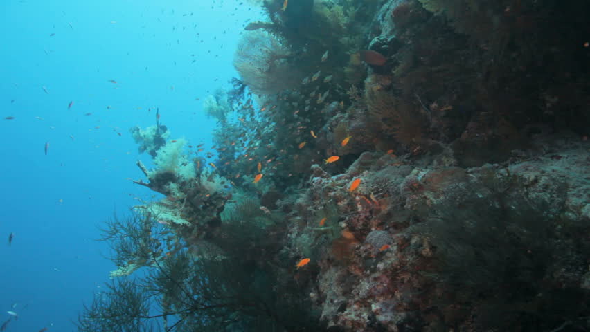 A Flock School Of Tropical Angry Fish On The Reef In Ocean At Duskin ...