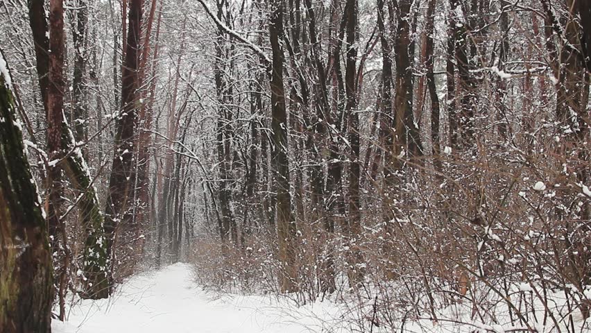 CINEMAGRAPH, 4k, Falling Snow In The Winter Forest, Loop Stock Footage ...