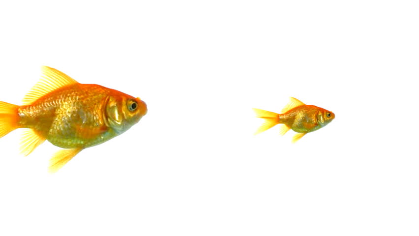Elegant Goldfish Swimming On Green Screen Stock Footage Video 9544559 ...