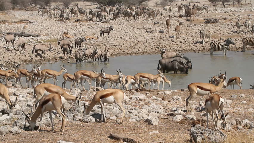Zebra, Springbok And Gemsbok Antelopes Gathering At A Waterhole, Etosha ...