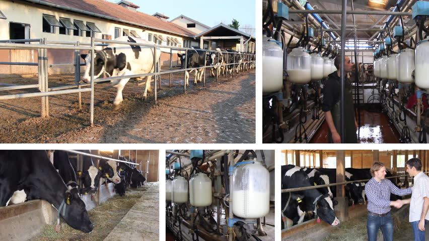 Milking Cows On Farm, Working With Dairy Equipment, Woman Puts Milking ...